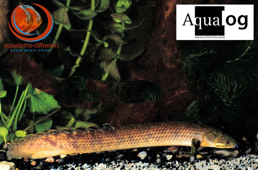 Polypterus Retropinnis